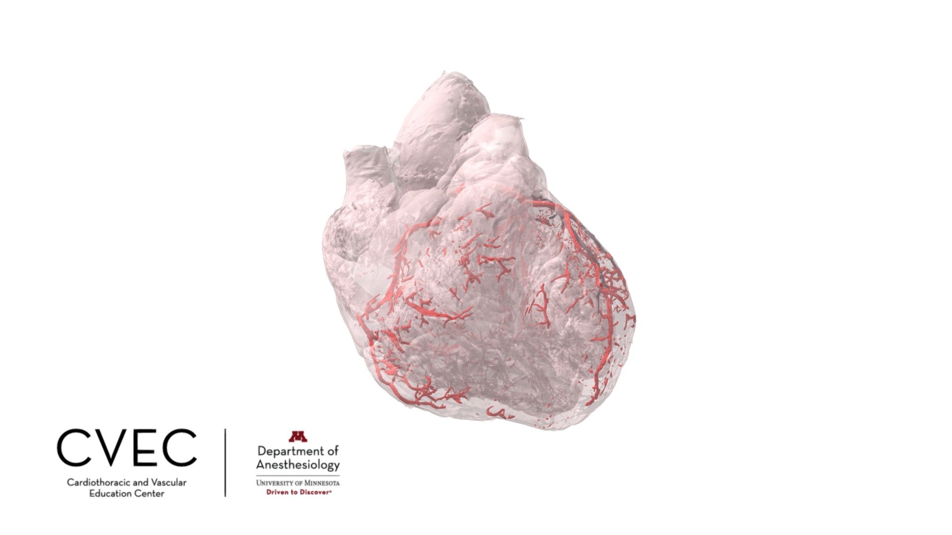 Human heart with coronary anatomy - 3D model by CVEC [32087c3] - Sketchfab