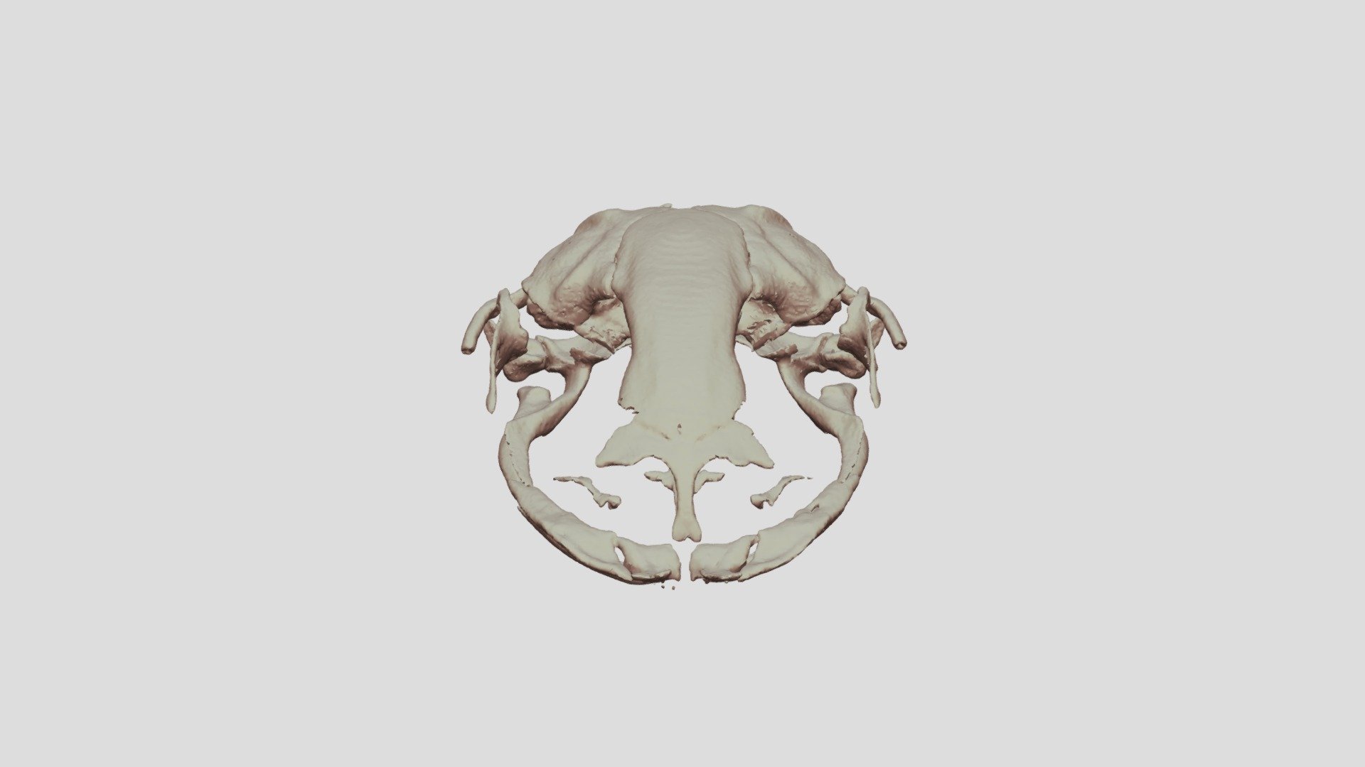 Skull of Xenopus laevis (female) - Download Free 3D model by ...