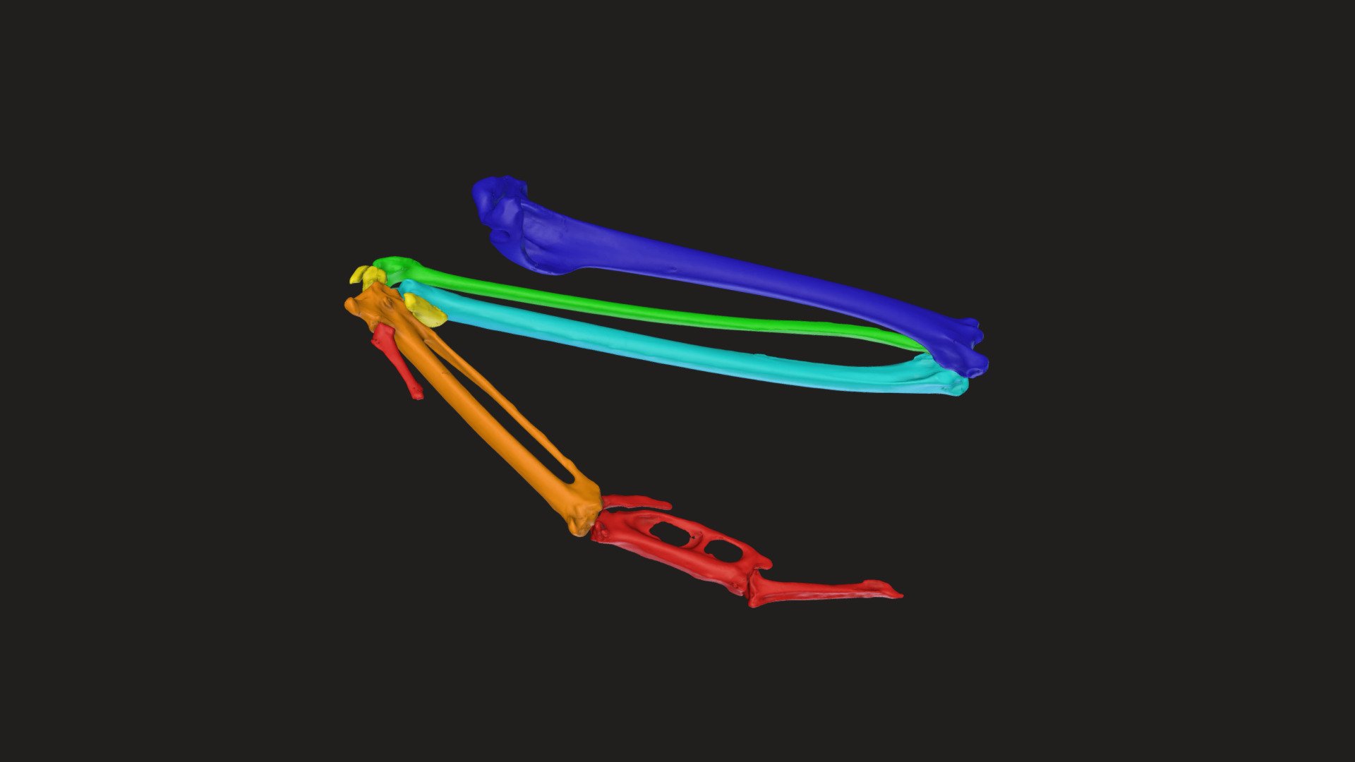 Common Gull Wing Skeleton - 3D model by Blackburn Lab (@ufherps ...