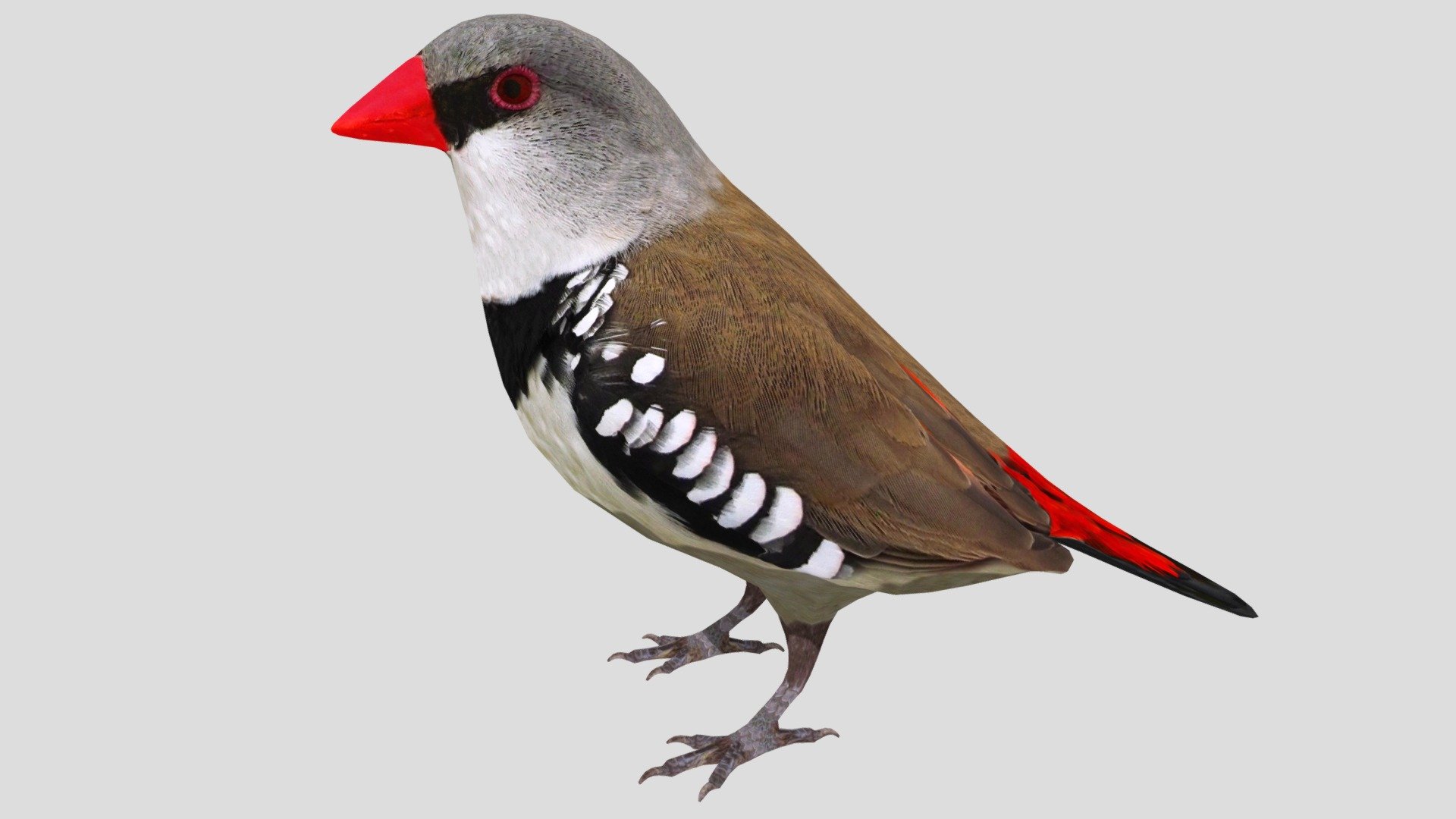 Diamond Firetail Finch - Buy Royalty Free 3D model by rmilushev ...