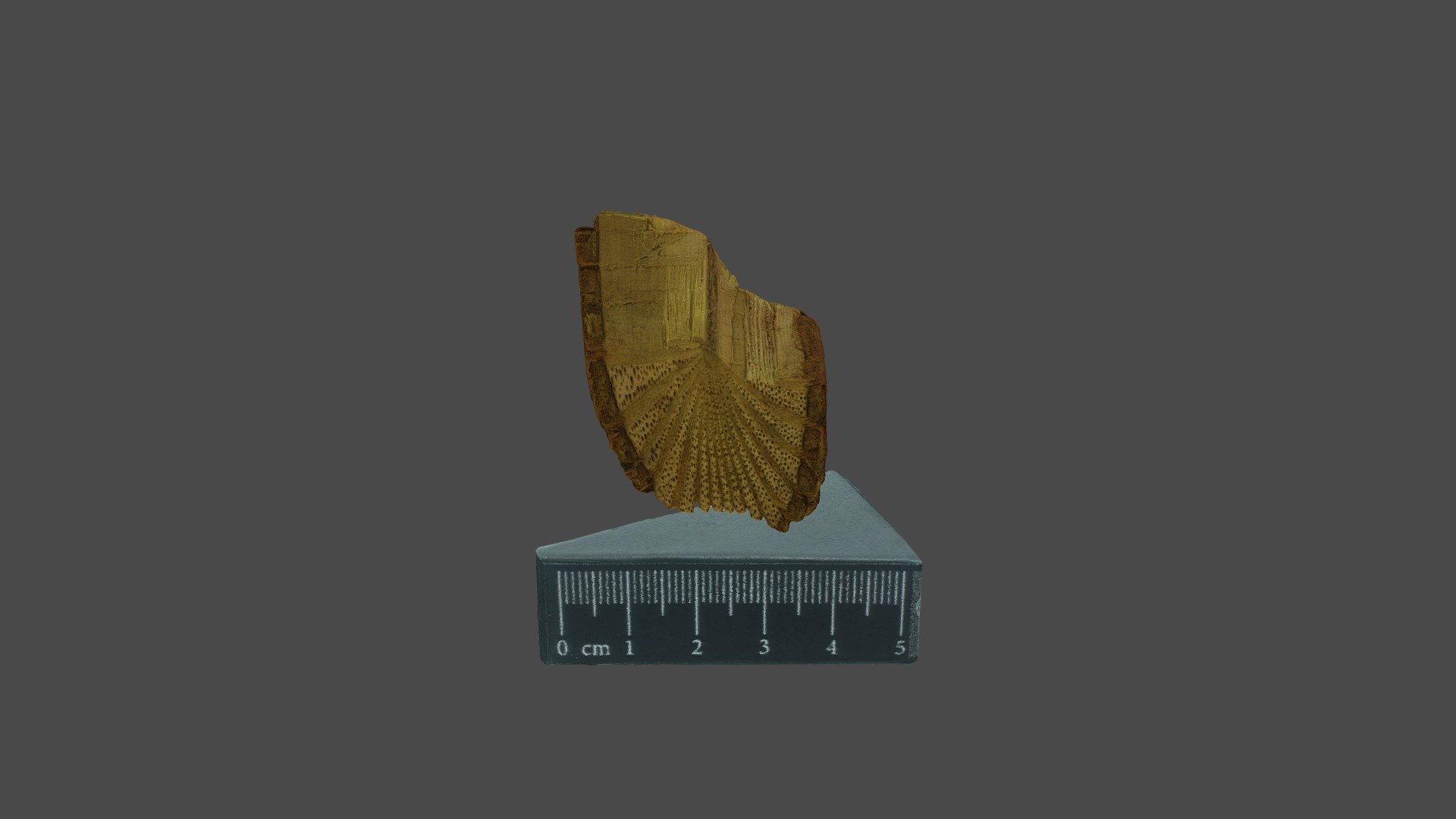 แห้ม scale bar - Download Free 3D model by 65201101047 [3218c7d ...
