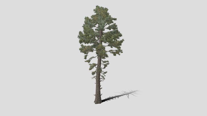 Douglas-fir 3D models - Sketchfab