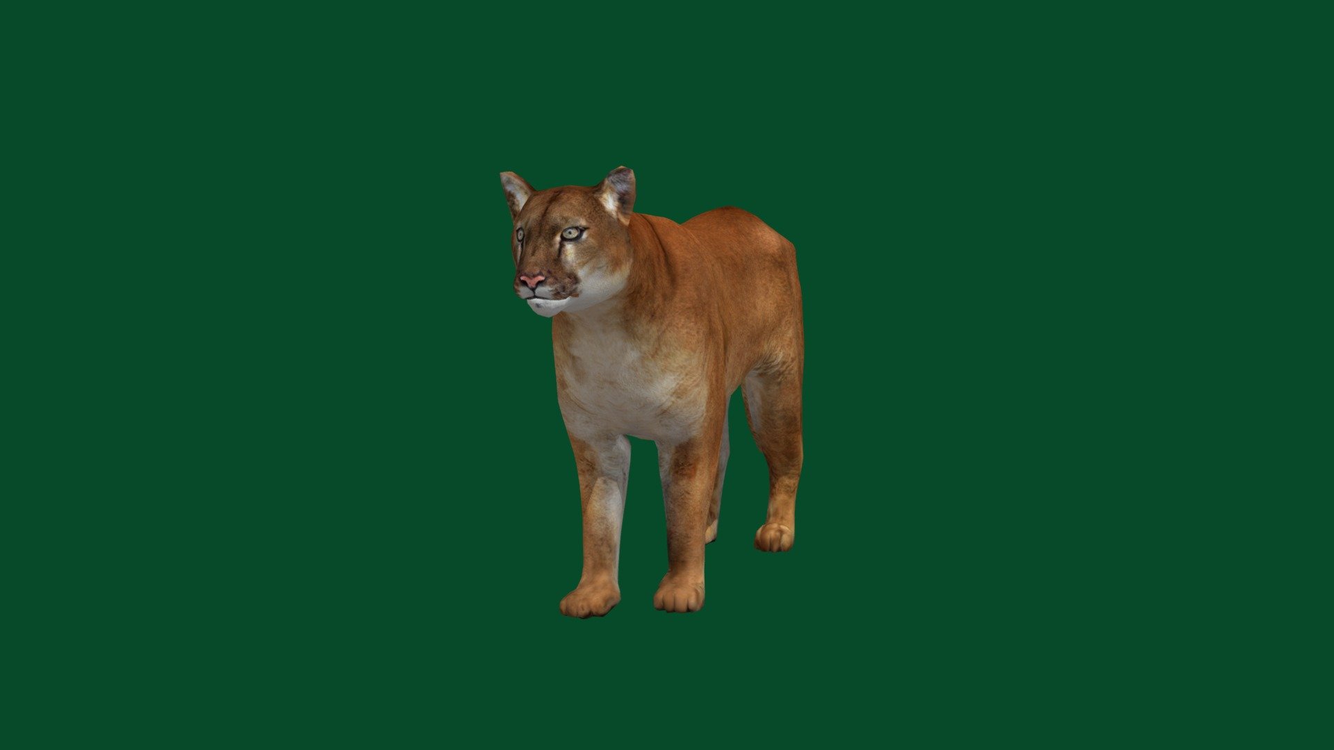 Cougar (Low poly) - Buy Royalty Free 3D model by Nyilonelycompany ...