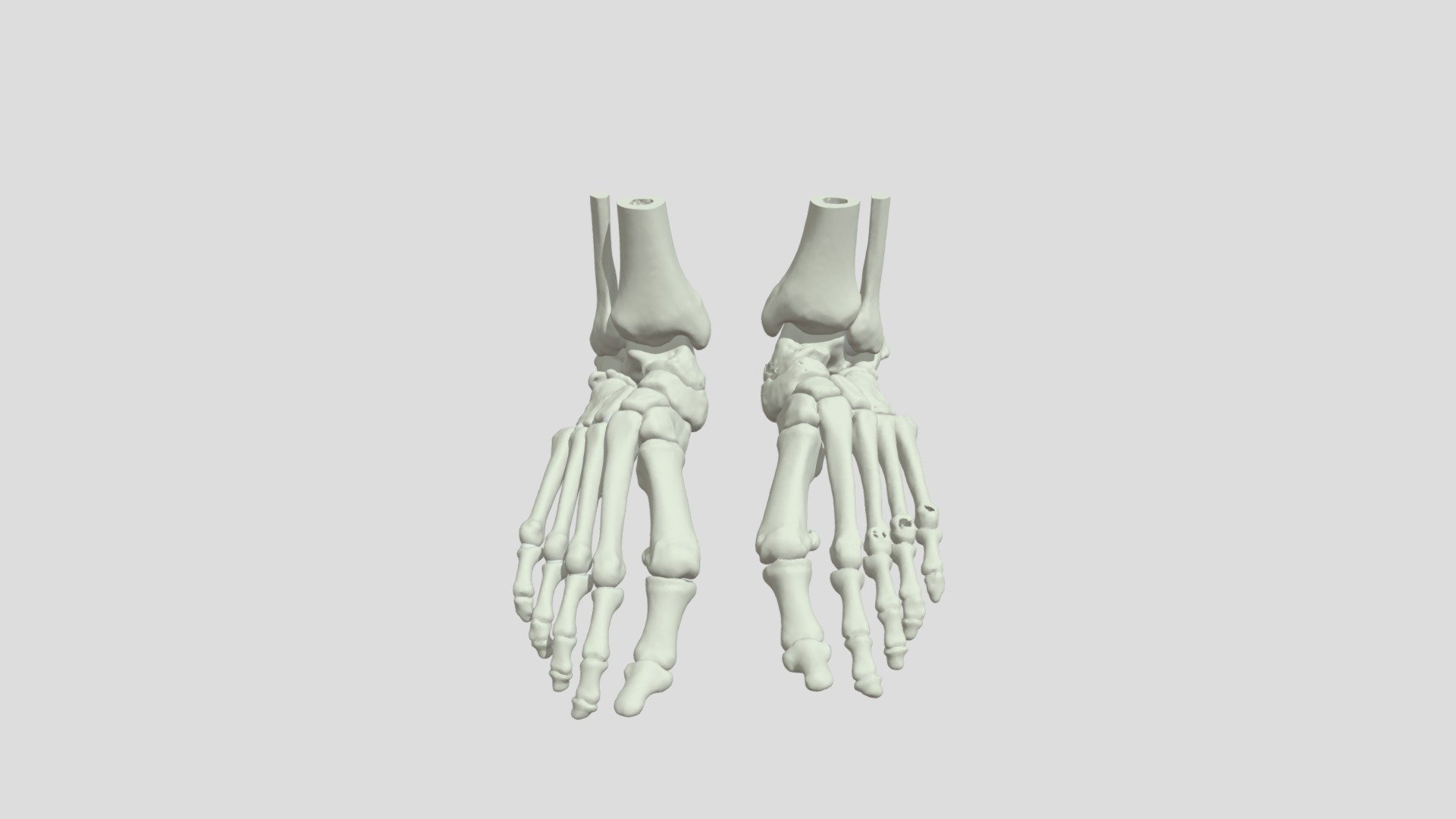 Feet (S0352) - 3D model by NCH Advanced Projects Laboratory (APL ...