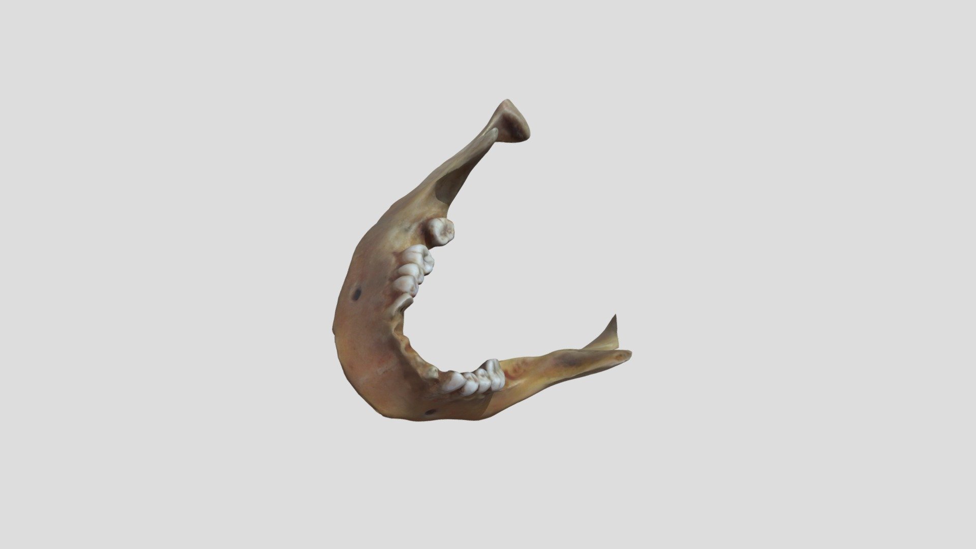 Mandíbula - 3D model by AnatomiaIIIA [3225418] - Sketchfab