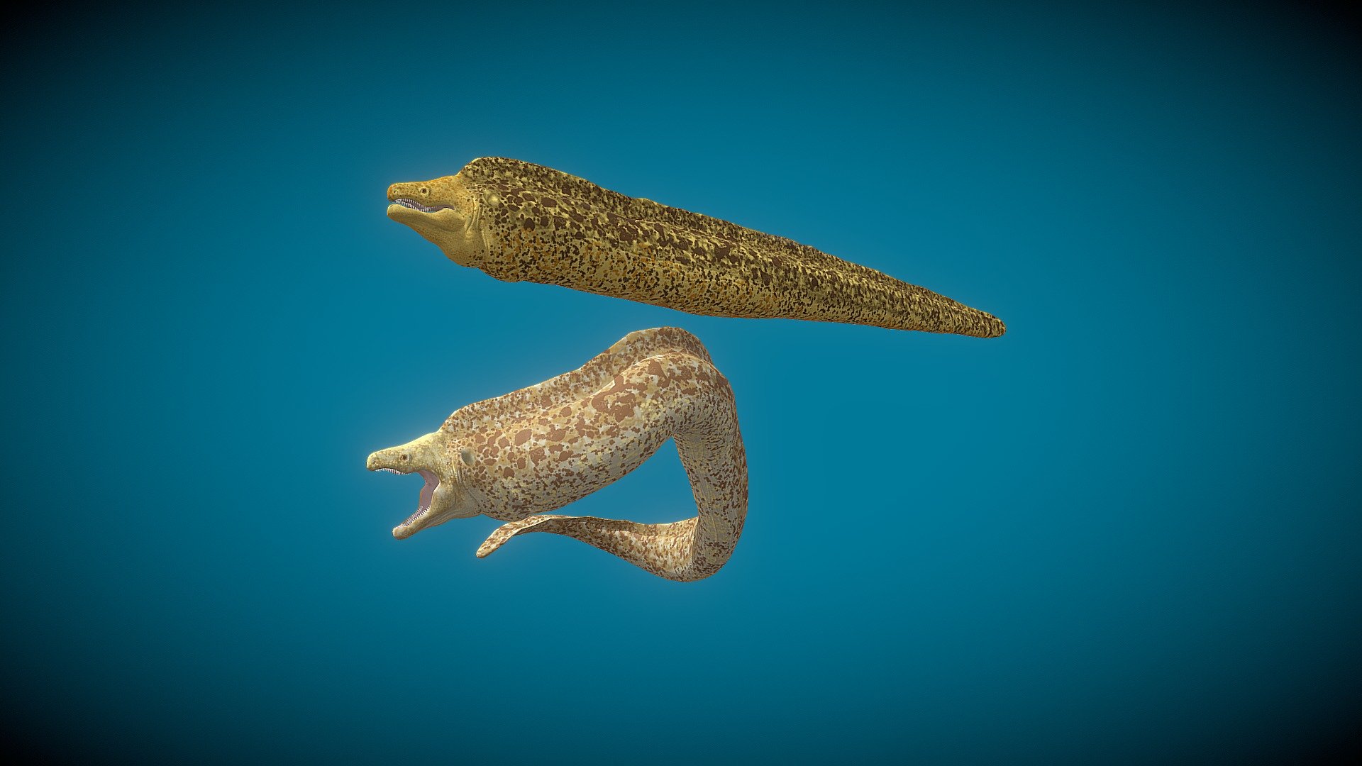 Moray Eel - Buy Royalty Free 3D model by Gomizard [32268b6] - Sketchfab ...