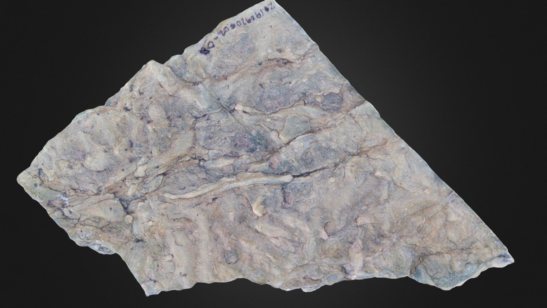 Planolites in shale - Download Free 3D model by Jonathan Marcot ...