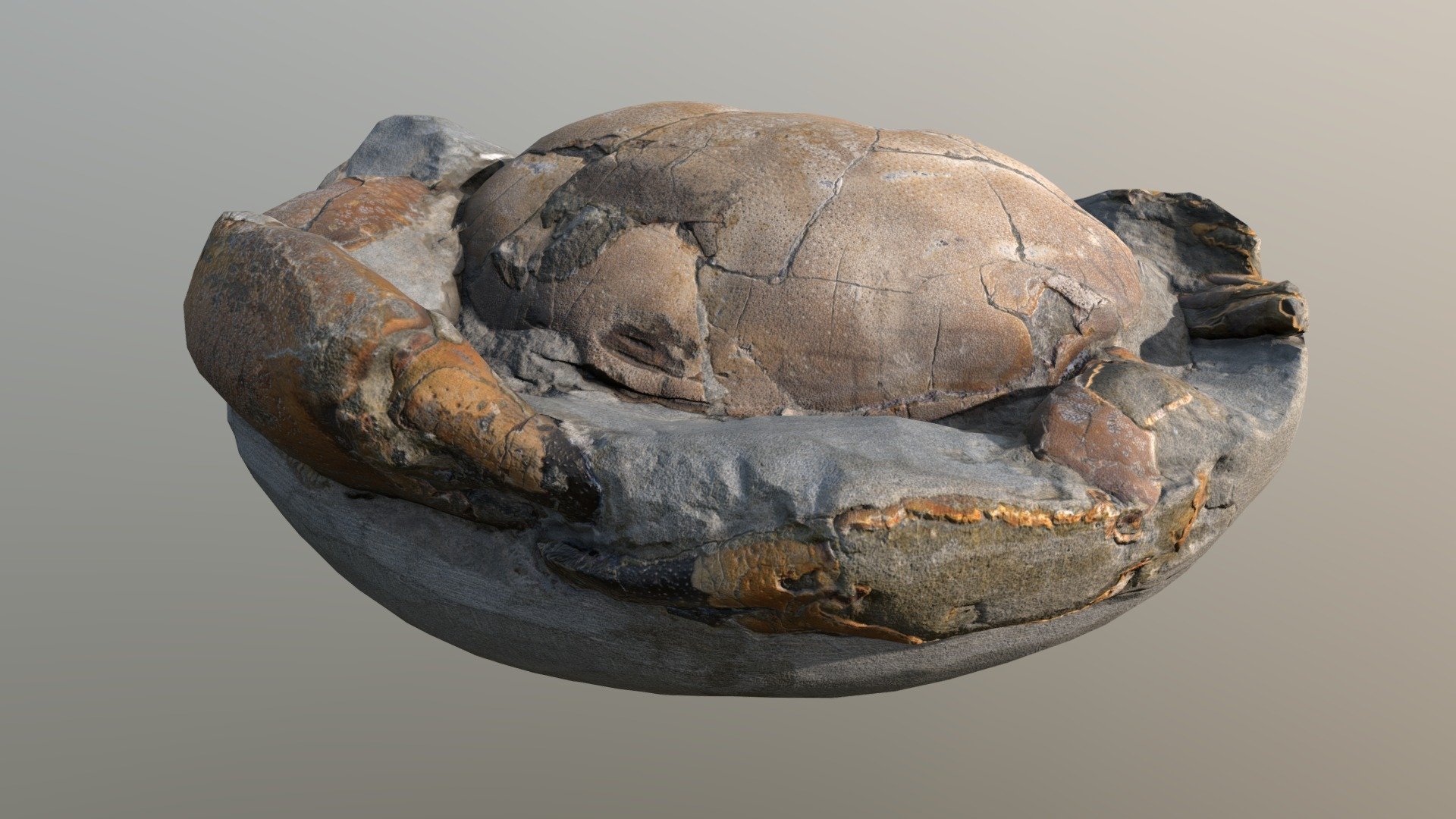 Crab Fossil - 3D model by shandolas [322ad3f] - Sketchfab