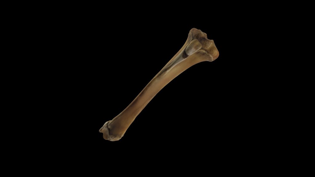 sus - A 3D model collection by veterinaman - Sketchfab