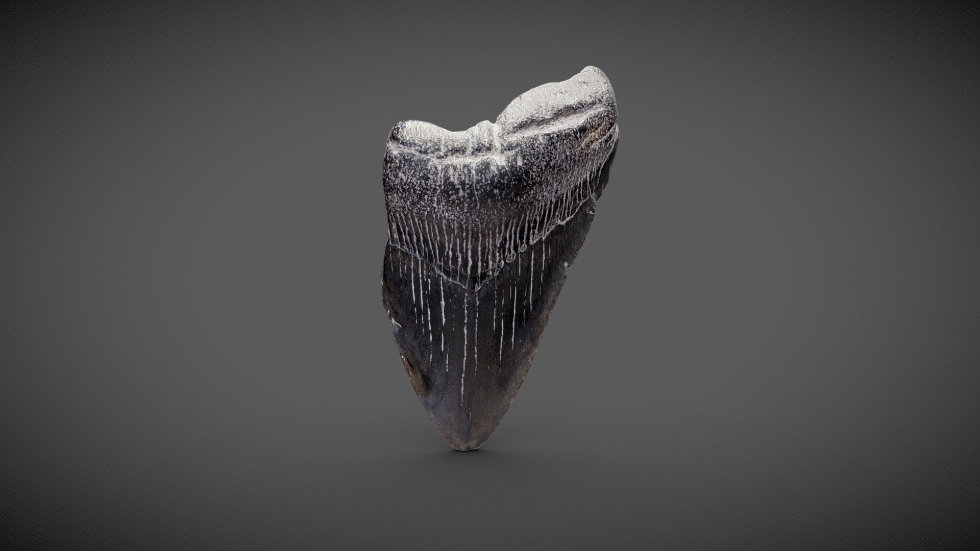 Megalodon Tooth - Buy Royalty Free 3D model by zlevi [323ba93 ...