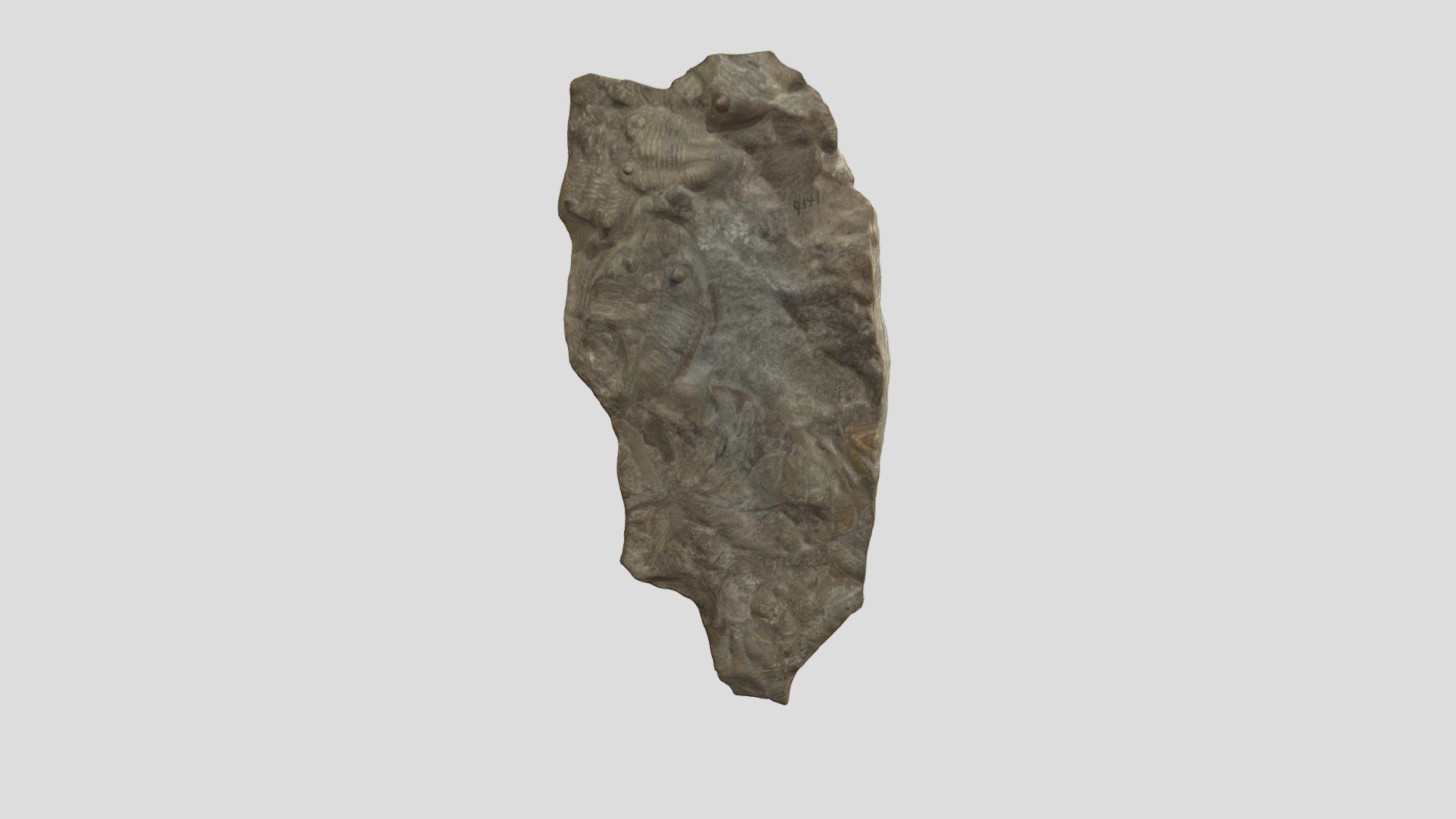 Trilobite Slab - Download Free 3D model by UIPaleoRepository [32408fe ...