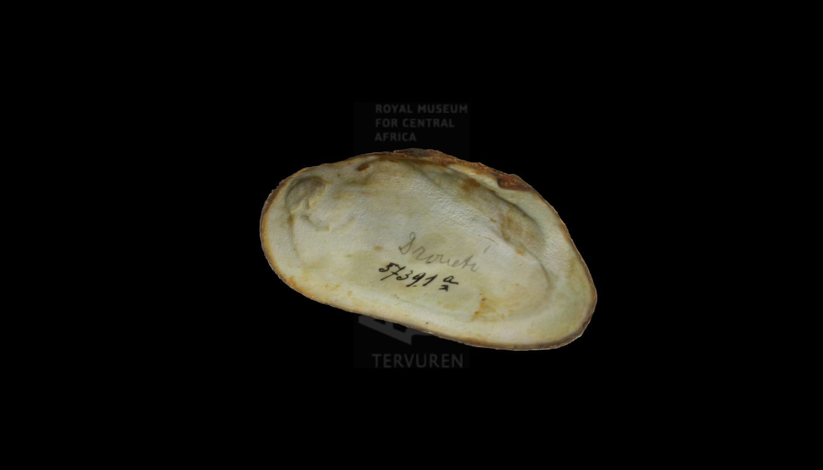 Spatha droueti a - 3D model by Royal Museum for Central Africa ...