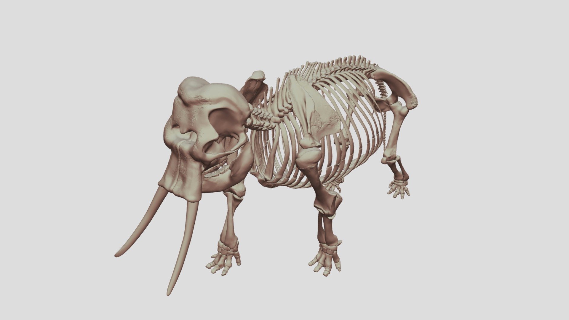 Naumann elephant - 3D model by monostudio [324a47e] - Sketchfab