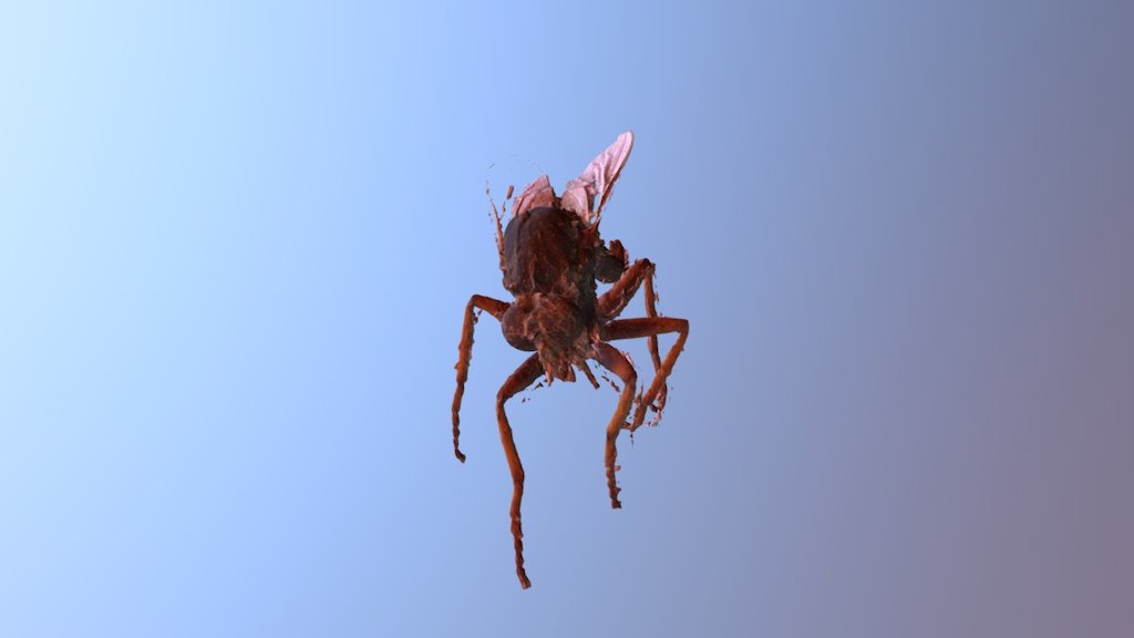 Acanthopleura-ravus-photoscan - 3D model by Wilson Searls ...