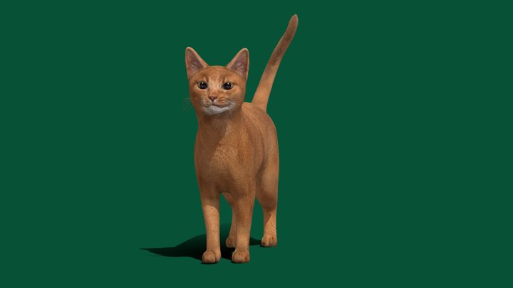 Ginger_cats 3D models - Sketchfab