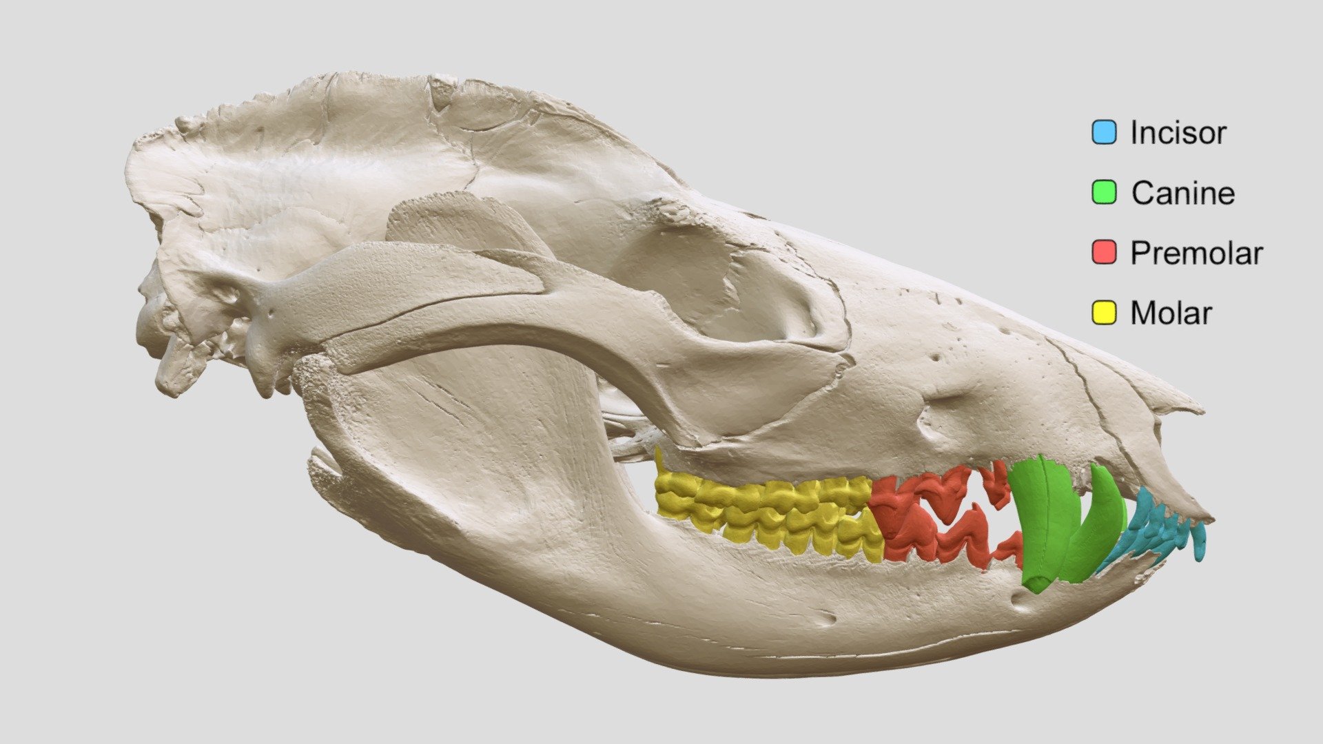 Didelphis virginiana cali. (MSB:Mamm:19055) - 3D model by Biodiversity ...