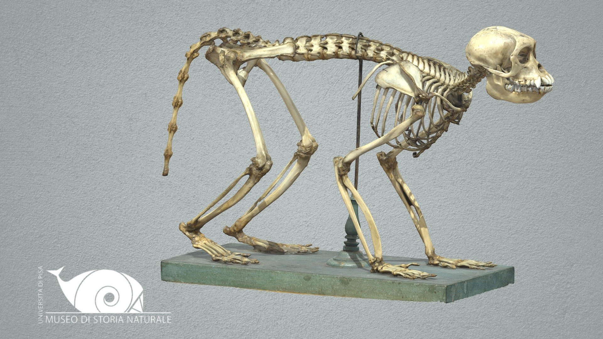 Toque macaque - 3D model by Natural History Museum, University of Pisa ...