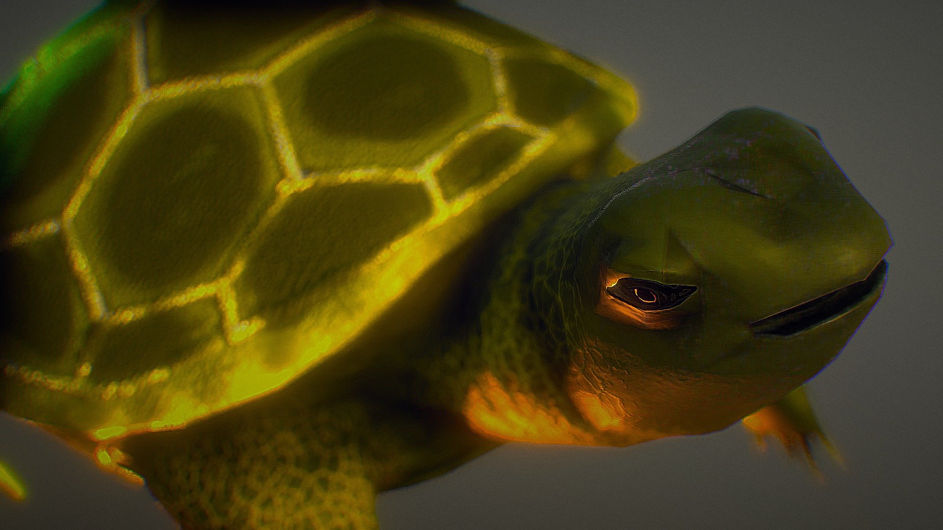 Turtle - Download Free 3D model by anik.amin [325d3f6] - Sketchfab