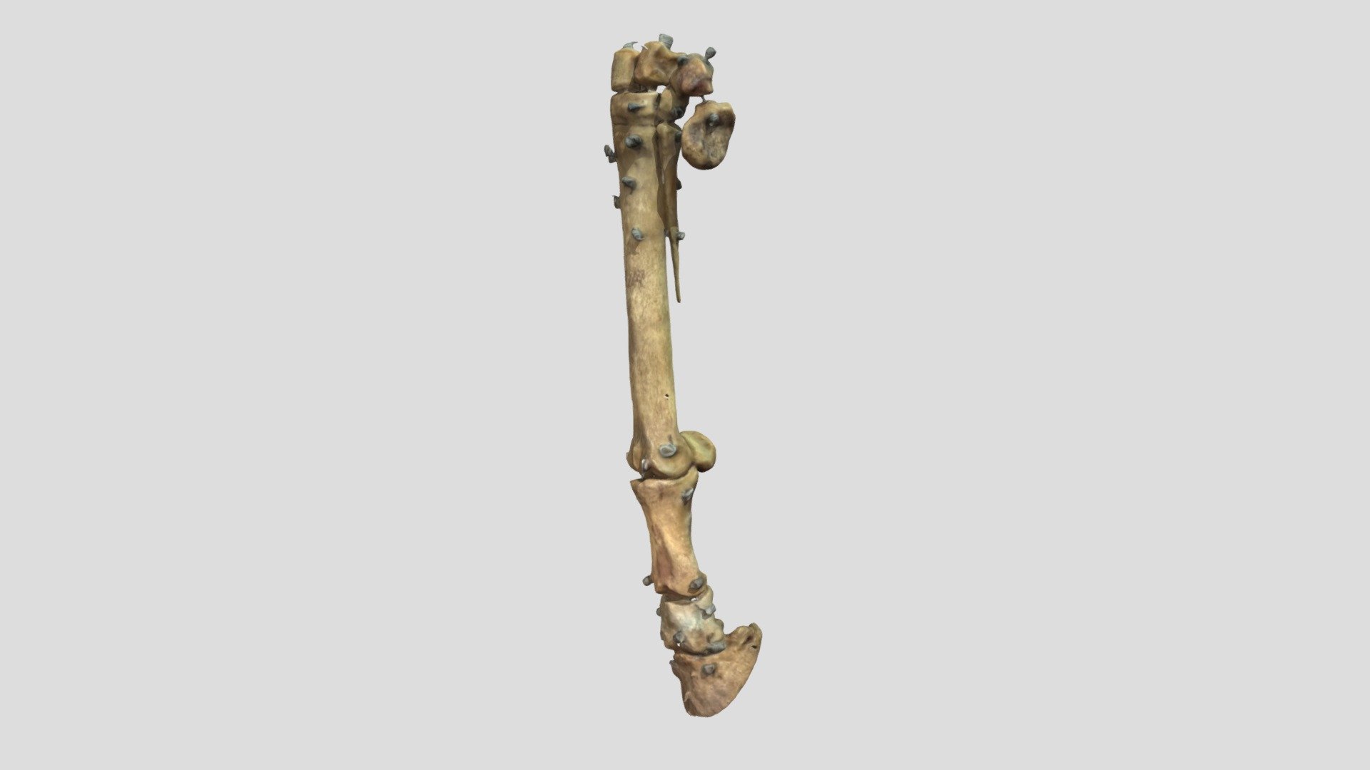 Carpos, Metacarpos y Falanges Equino - 3D model by ...