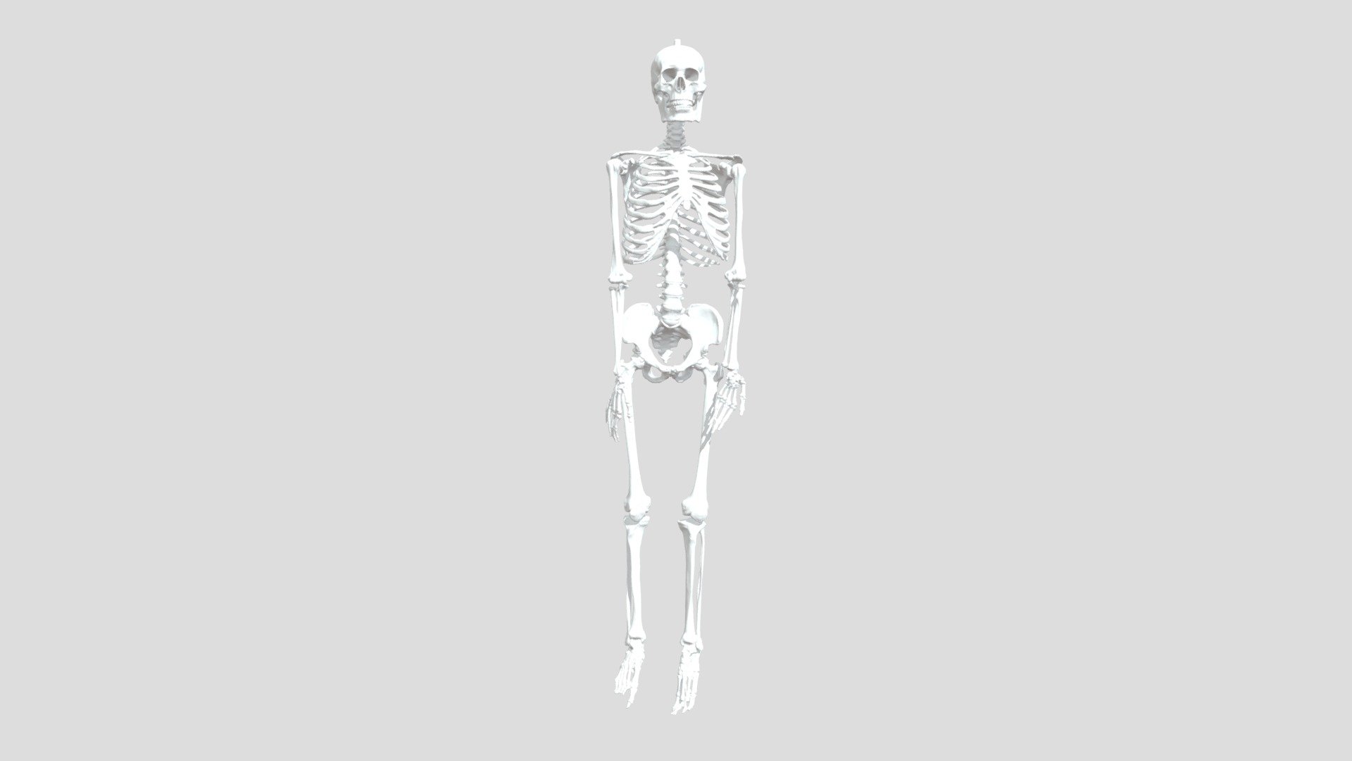 Human skeleton hd - Download Free 3D model by 1-3D.com [3260030 ...