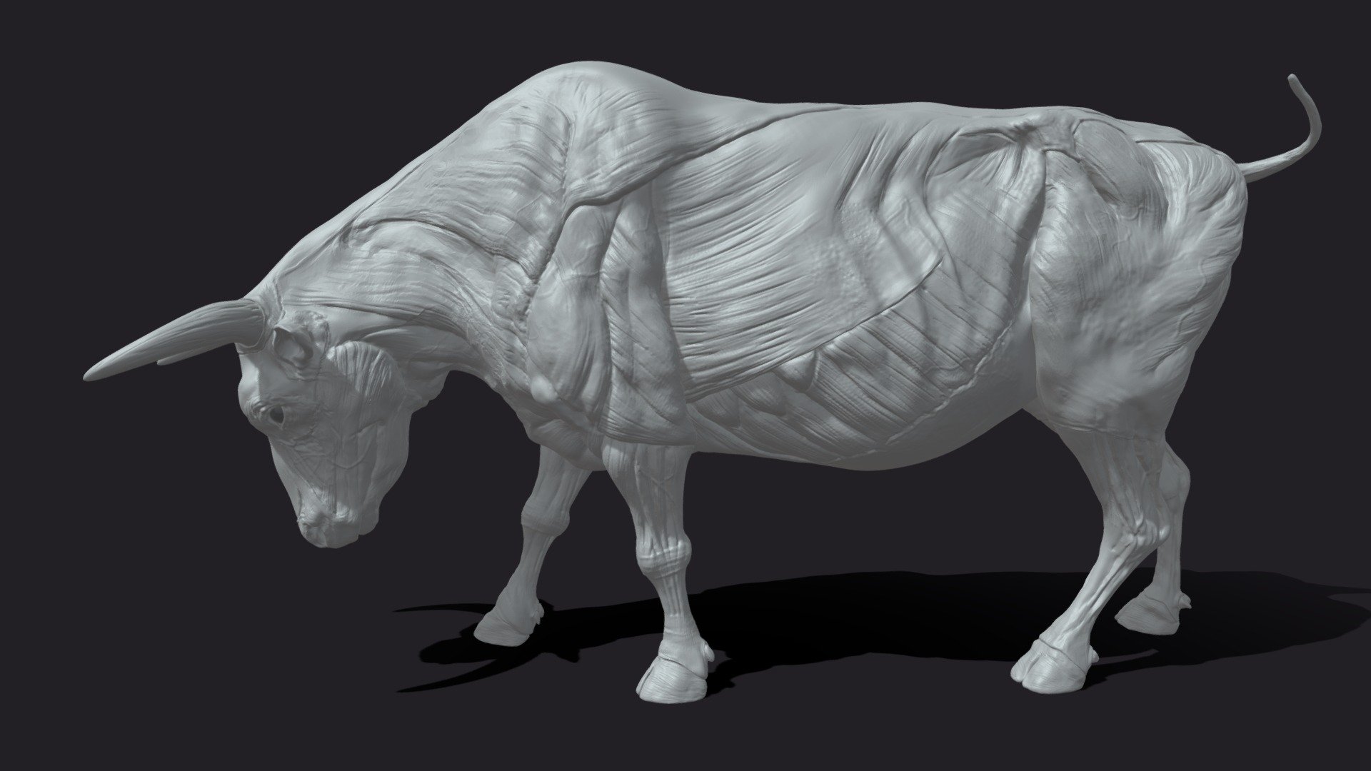 Bull Anatomy - Buy Royalty Free 3D model by SA Anatomy (@saanatomy ...