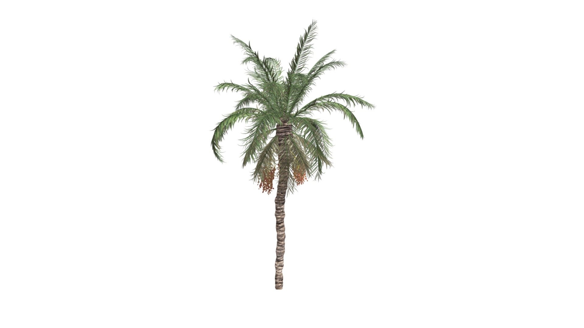 Date Palm Tree #01 - Buy Royalty Free 3D model by meshshape [3267504 ...