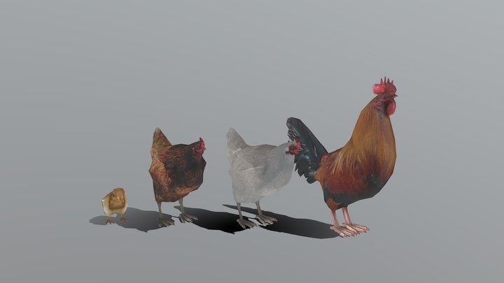 Chicken 3D models - Sketchfab