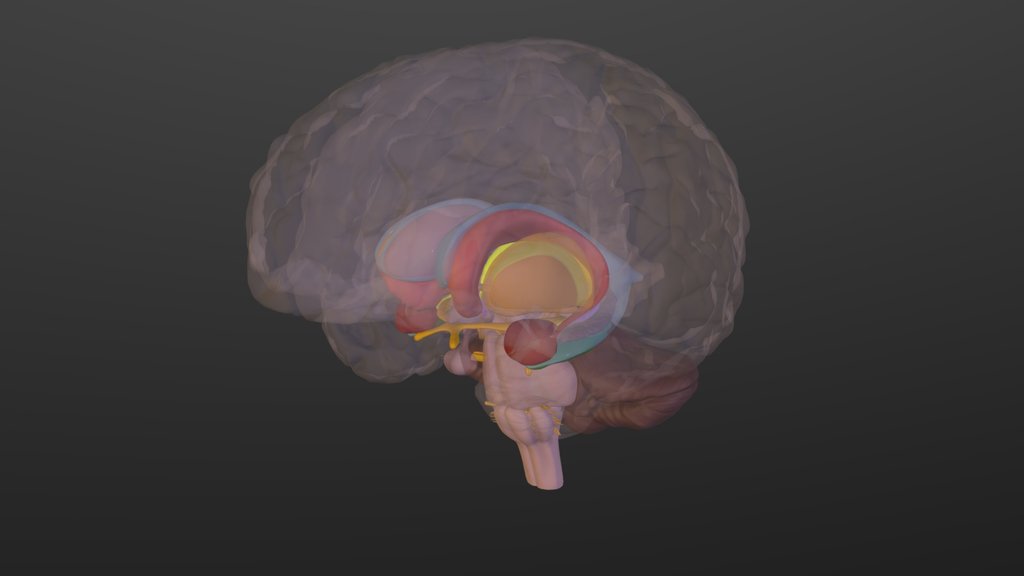 Brain - A 3D model collection by University of Dundee, CAHID (@anatomy ...
