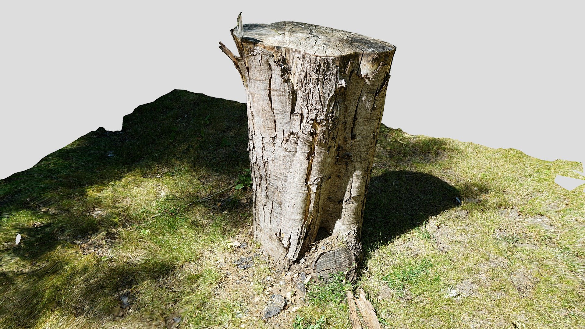 Treestump - 3D model by Angell Surveys (@angellsurveys) [327a567 ...