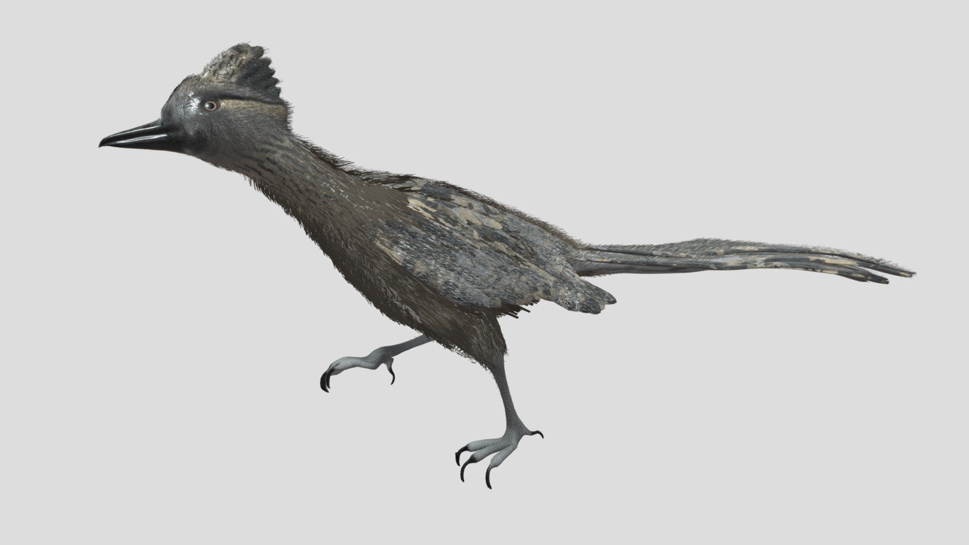 Roadrunner Bird Rigged Run_animated - 3D model by arshad irfan ...