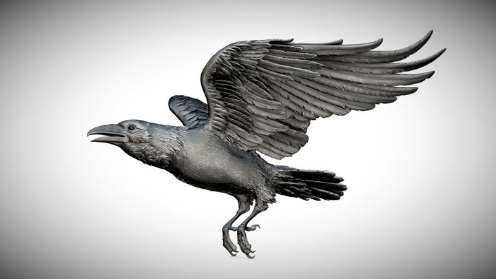 Crow 3D models - Sketchfab