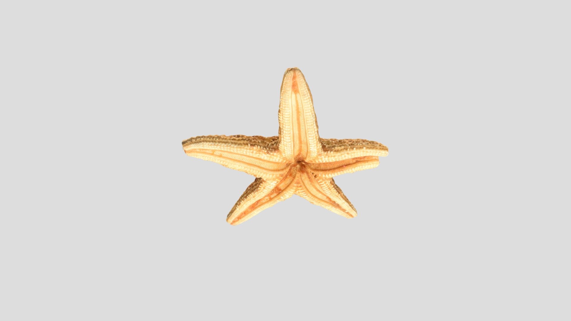 Starfish B10 - 3D model by iowa_state_sciences [3287894] - Sketchfab