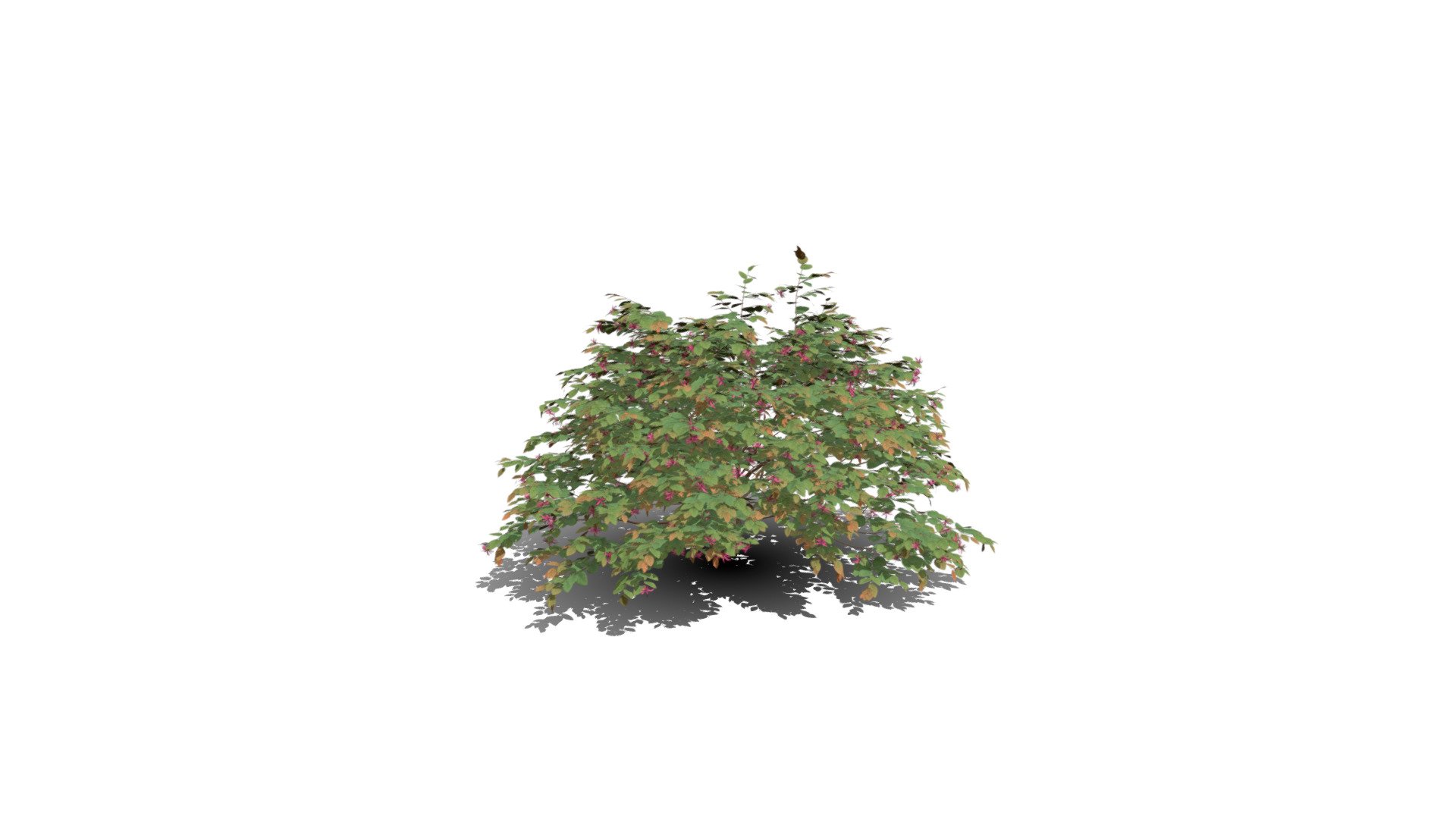 Realistic HD Chinese fringe flower (2/10) - Download Free 3D model by ...