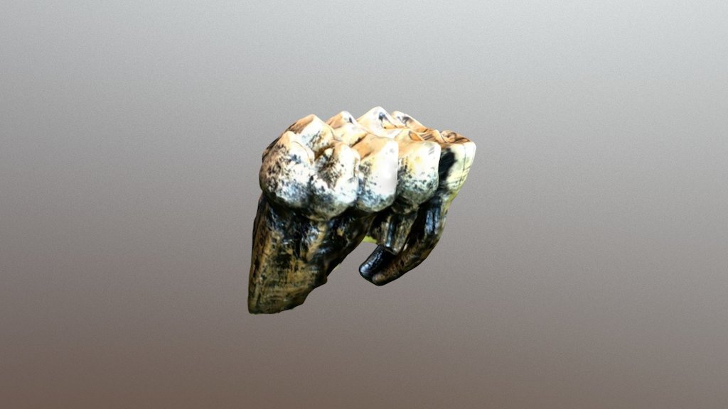 Tooth - 3D model by pking [329768c] - Sketchfab