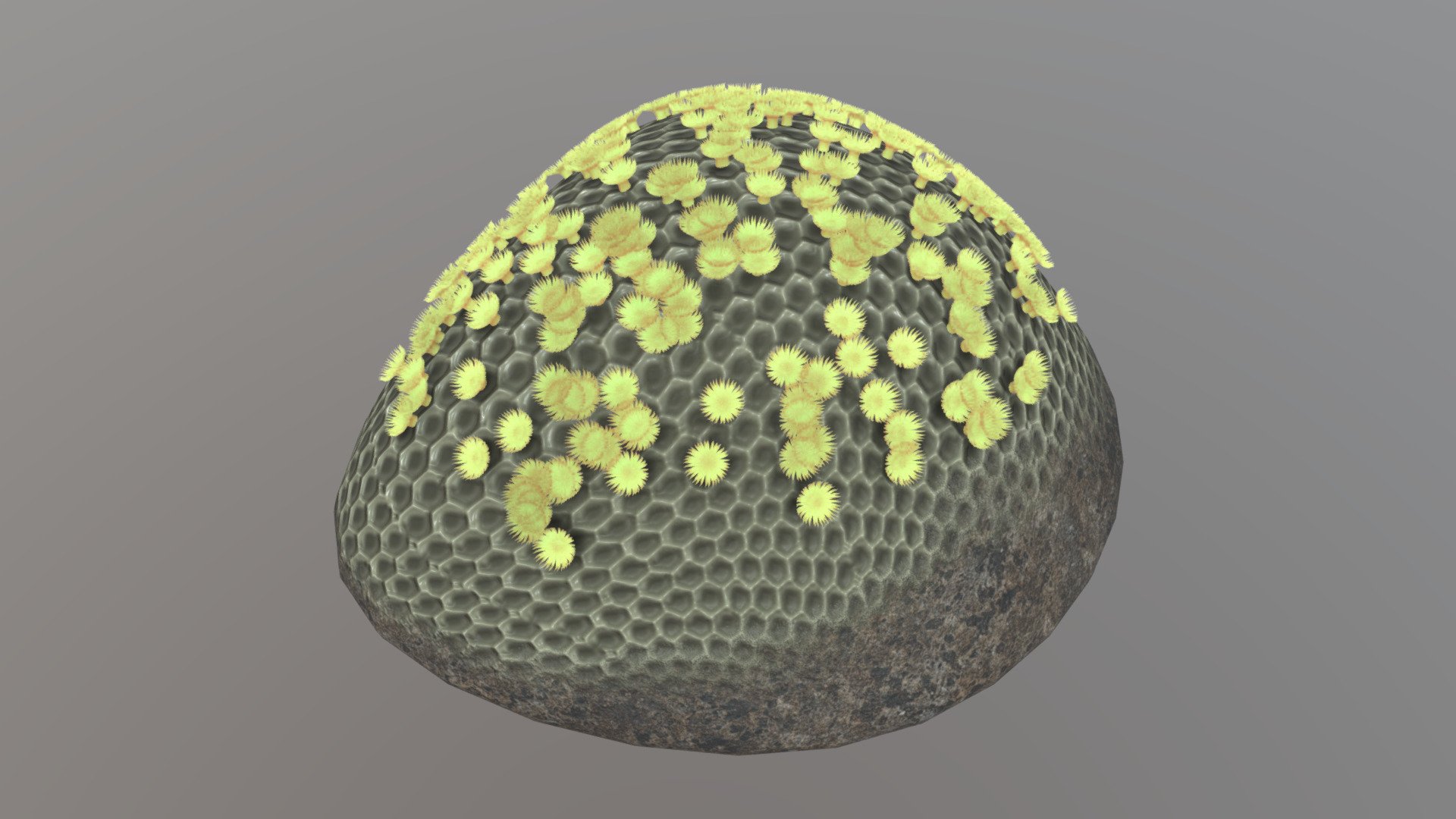 Favosites (honeycomb coral) - 3D model by Paleobiome [3297939] - Sketchfab