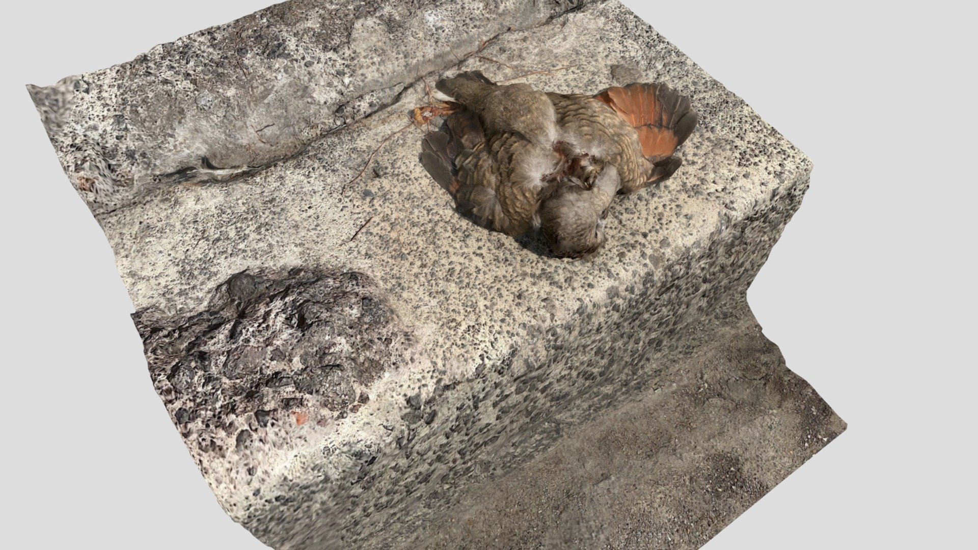 Dead bird on curb - Download Free 3D model by Kevin N. Murphy ...