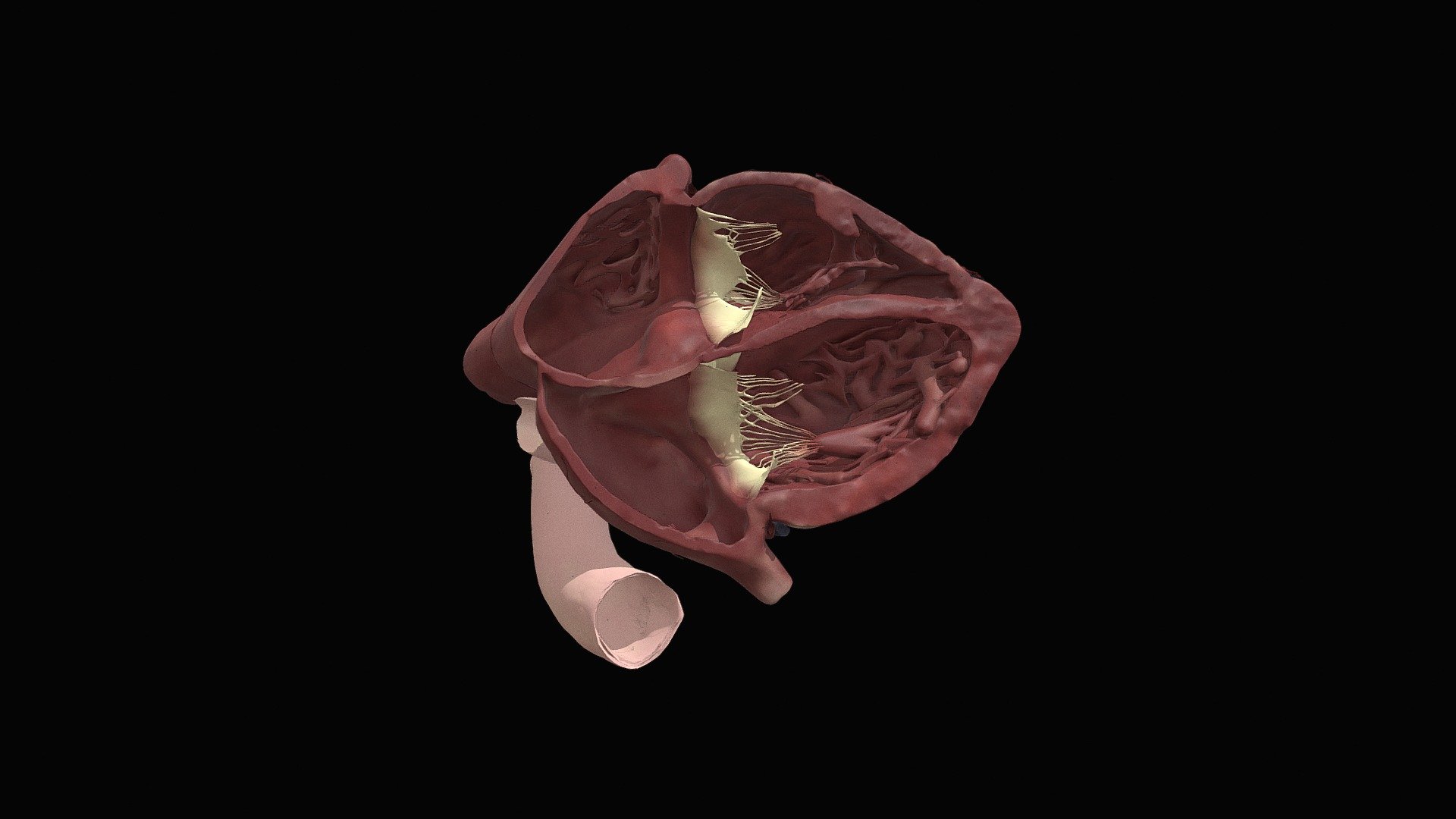 [Model Anatomiczny] Budowa Serca 2K+2P - 3D model by PUM (@PUM-PIMD ...