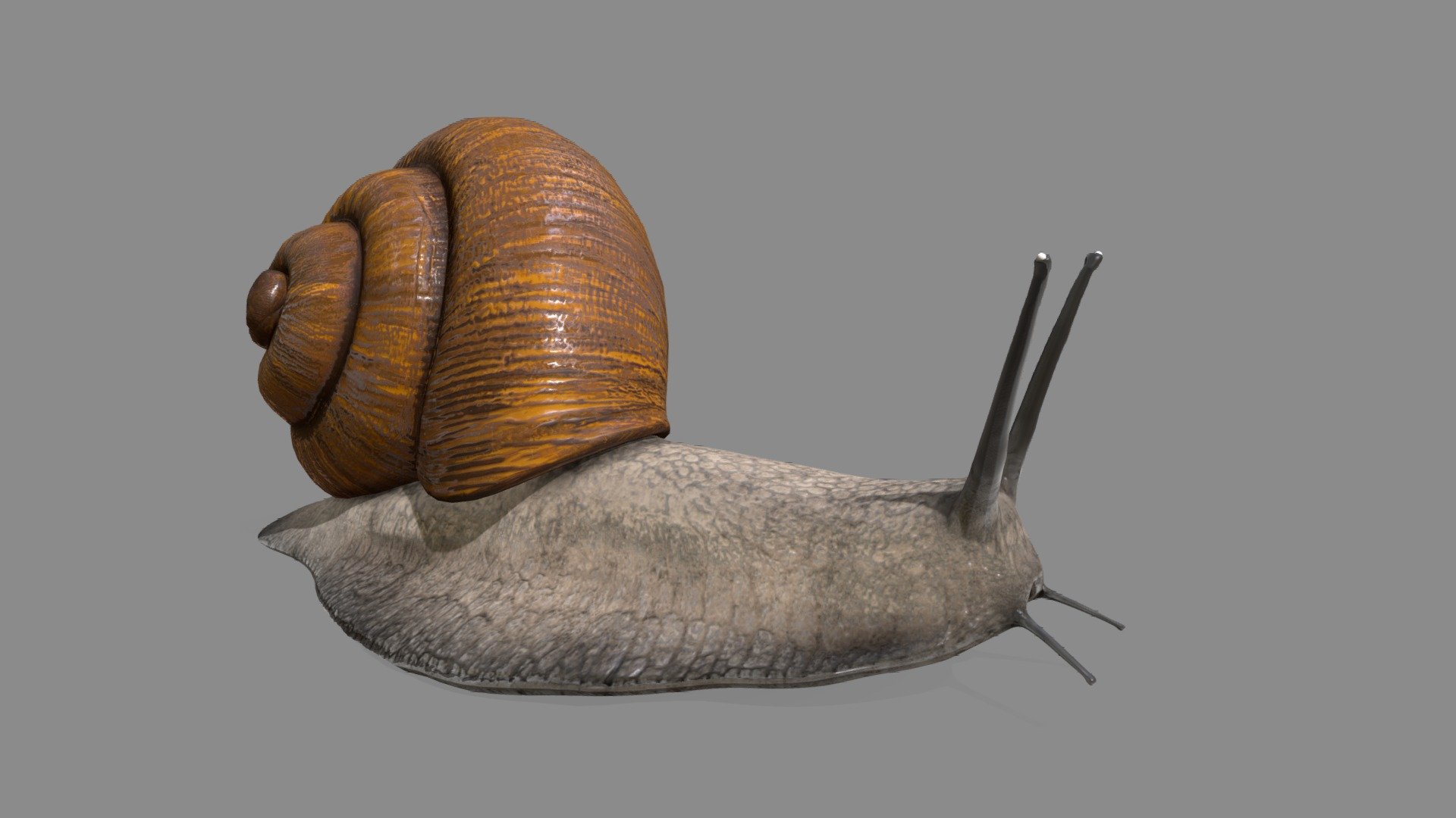 snail - 3D model by Alexia.Petre [32a793b] - Sketchfab