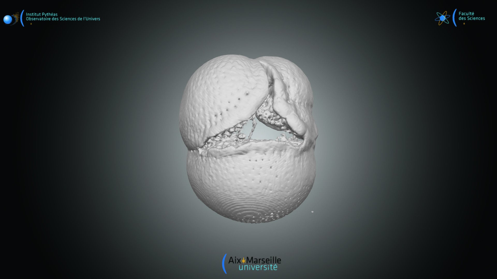 Foraminifera - Sphaeroidinella dehiscens - Download Free 3D model by ...