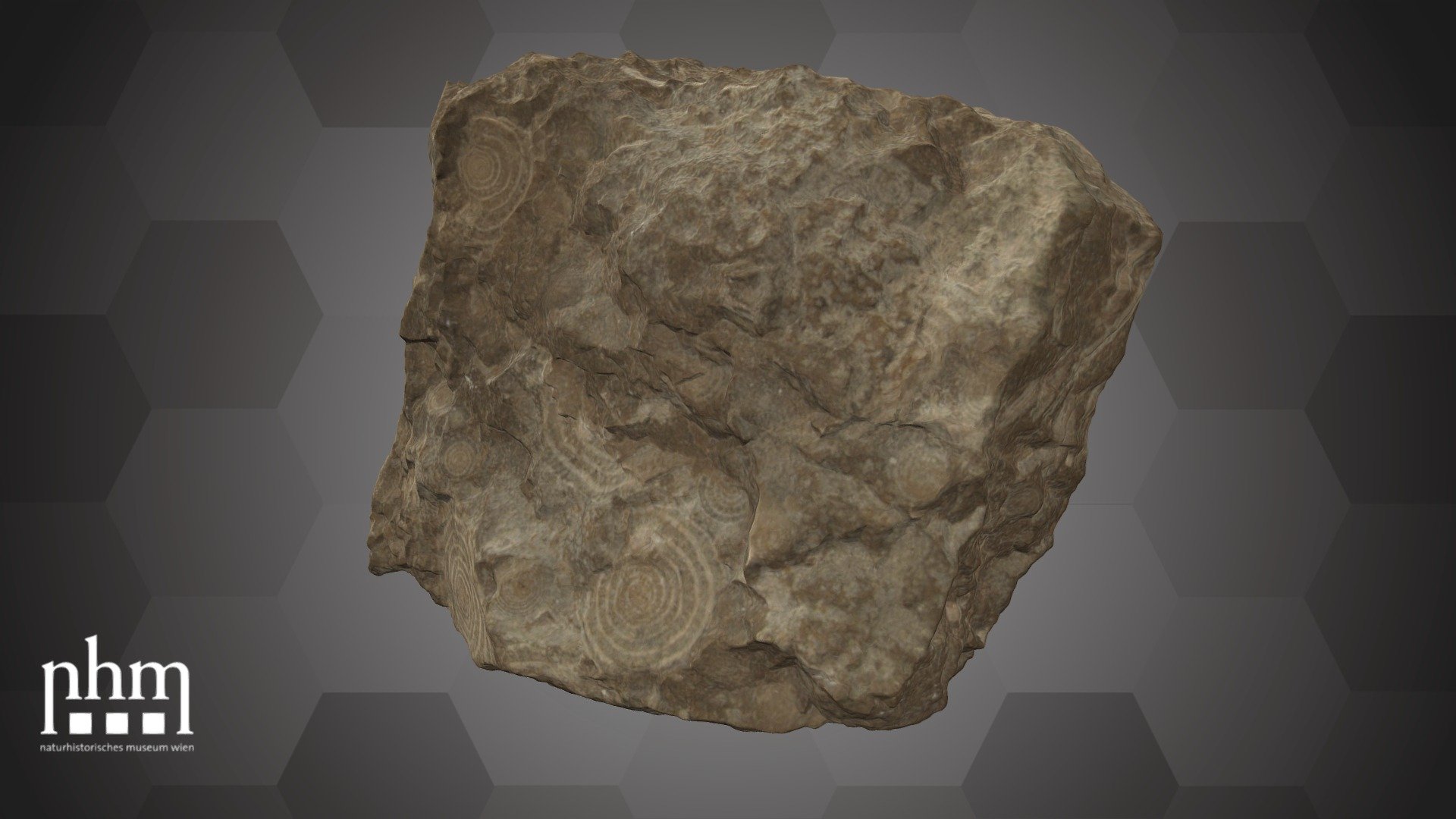Nummulite Limestone (NHMW-GEO-1926/0002/1193) - Download Free 3D model ...