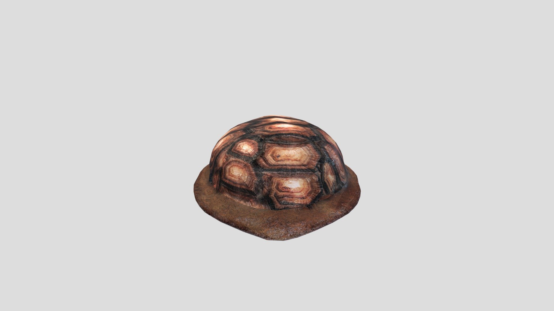 SHELL - 3D model by skalajan [32aea77] - Sketchfab