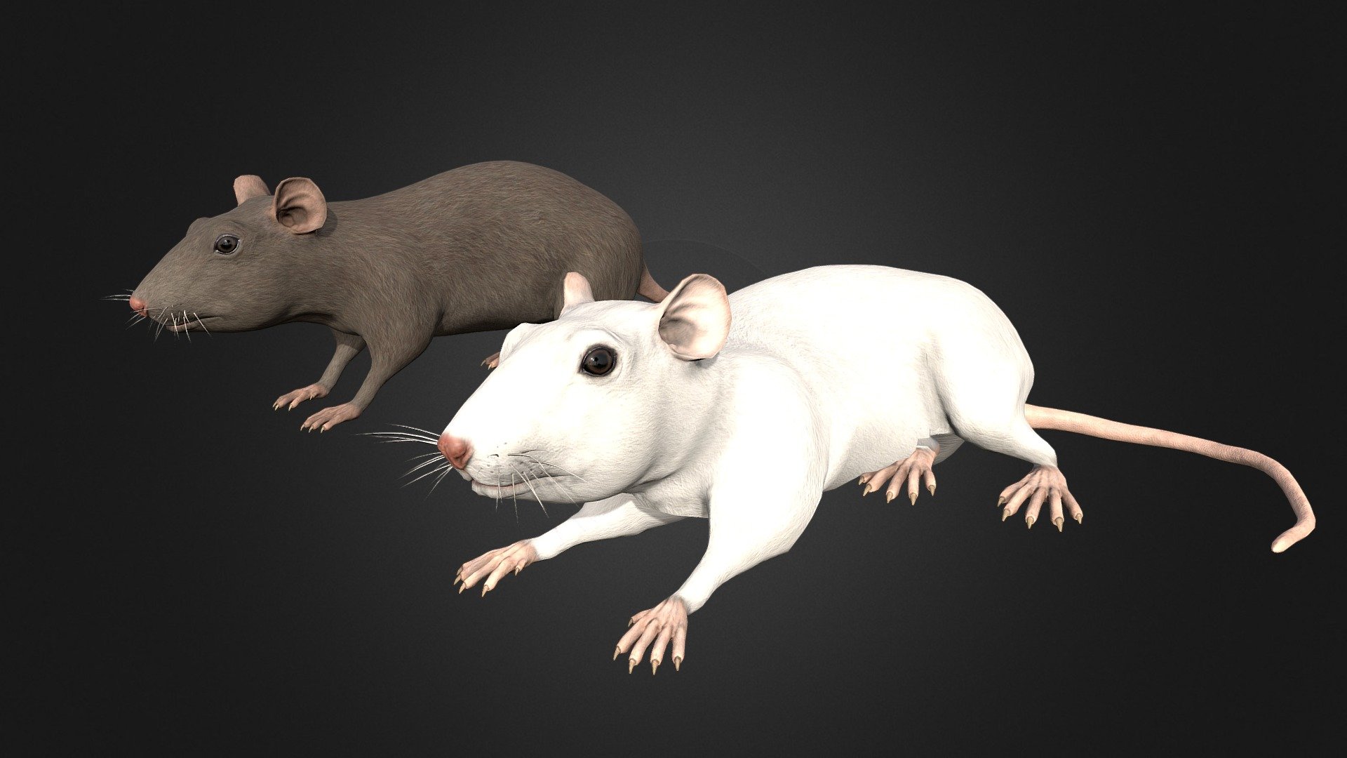 Rat - Buy Royalty Free 3D model by Rifat3D [32b1e34] - Sketchfab Store
