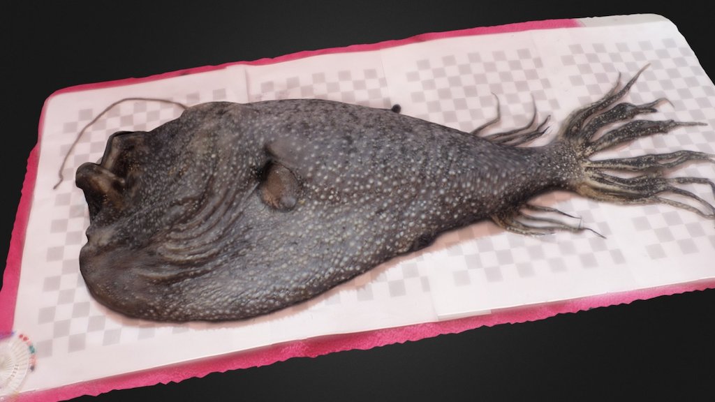 Warty seadevil - 3D model by Amy Scott-Murray (@amyscottmurray ...
