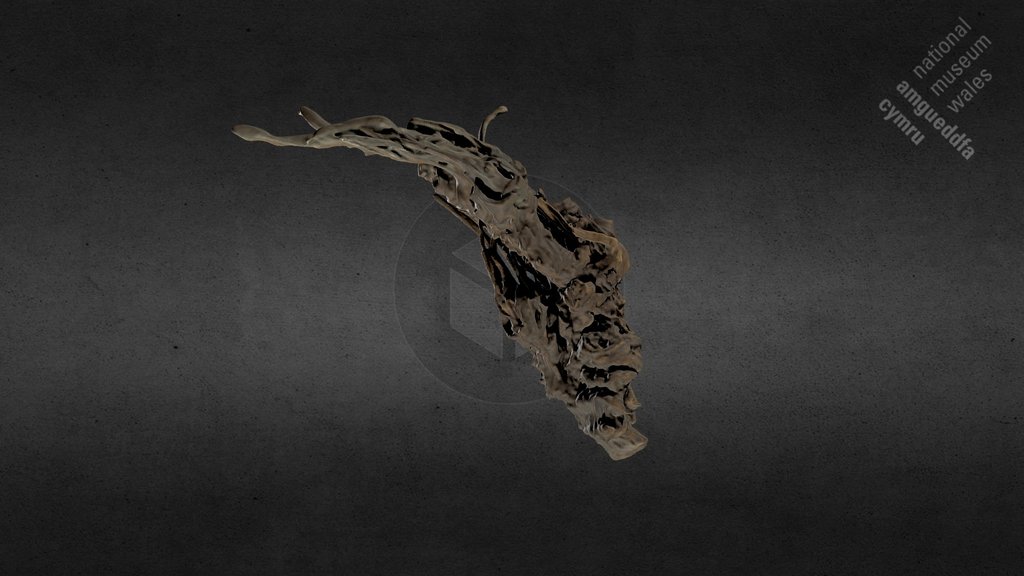 Economic Botany - A 3D model collection by Amgueddfa Cymru - Museum ...