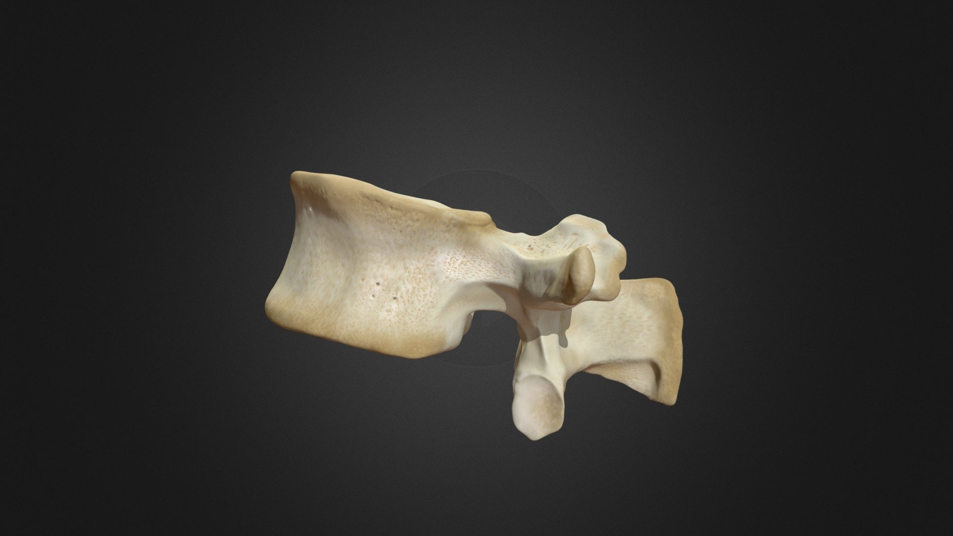 First Lumbar Vertebra (L1) - 3D model by Renske H. (@renskehoste ...