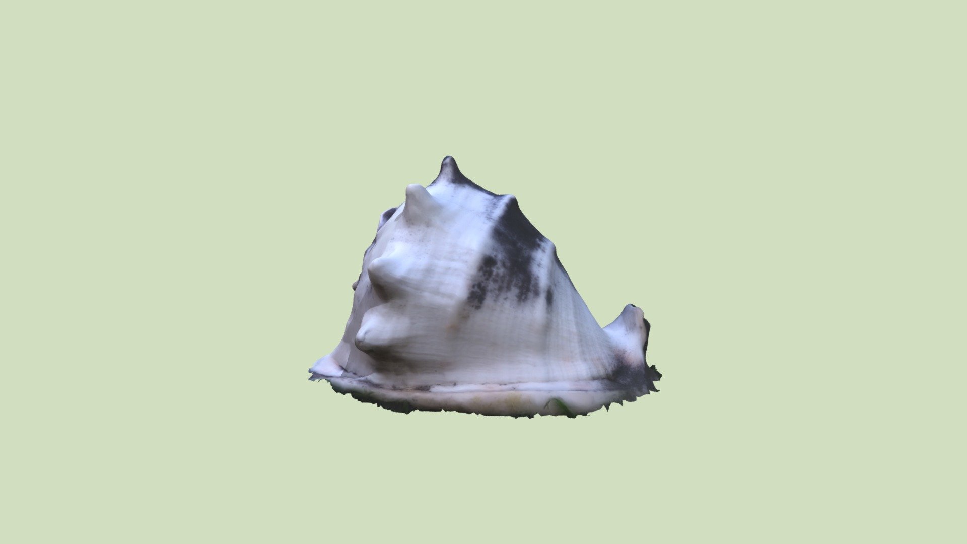Conch Shell - 3D model by ABaird [32c4b5c] - Sketchfab