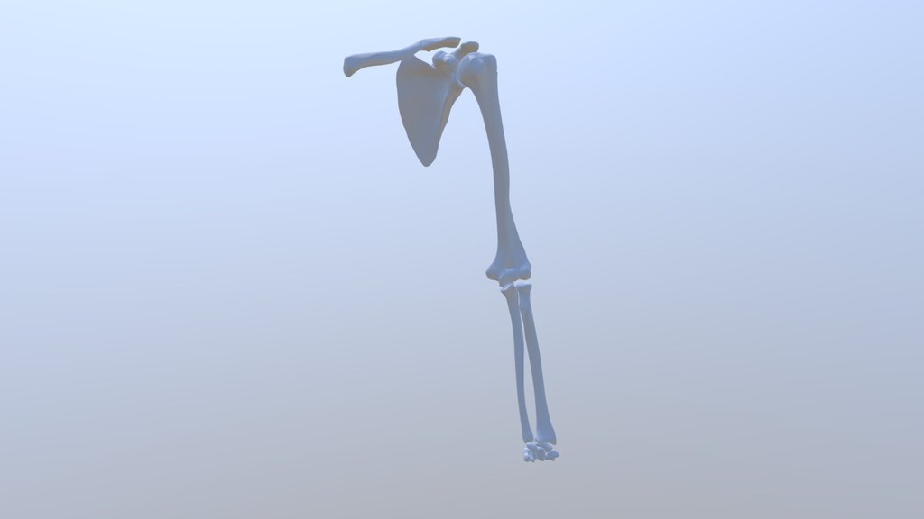 skeleton - A 3D model collection by unsungzero - Sketchfab