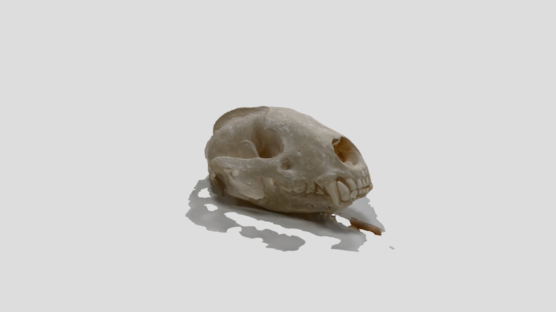 Skull - Download Free 3D model by harder.hardyyy [32c9b07] - Sketchfab