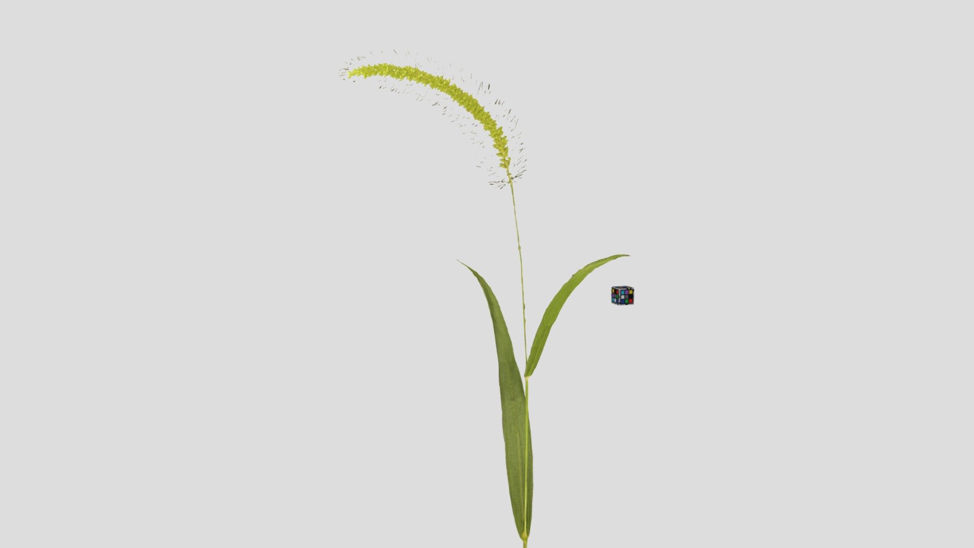 CC0 アキノエノコログサ Giant Foxtail, Setaria faberi - Download Free 3D model by ...