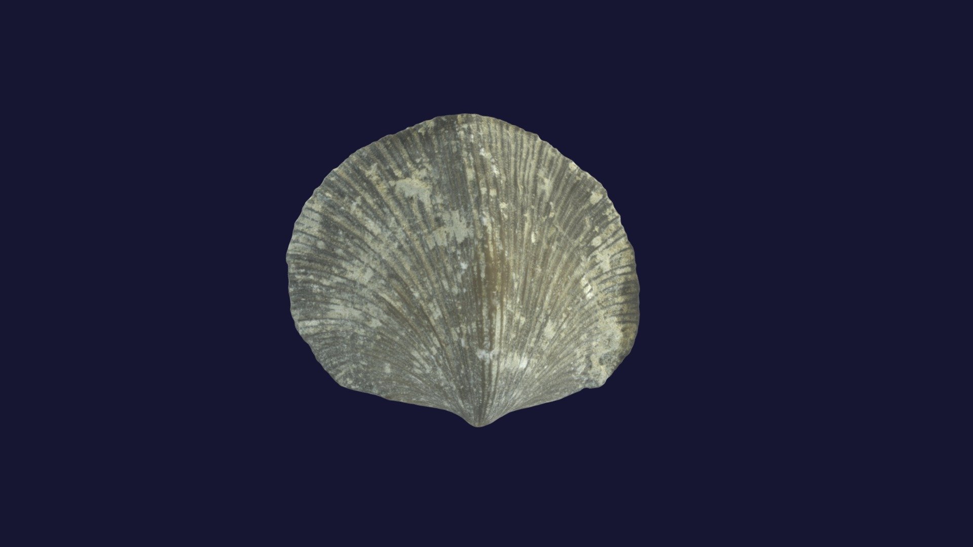 Dalmanella emacerata - 3D model by Shellie Luallin (@Paleogirl ...